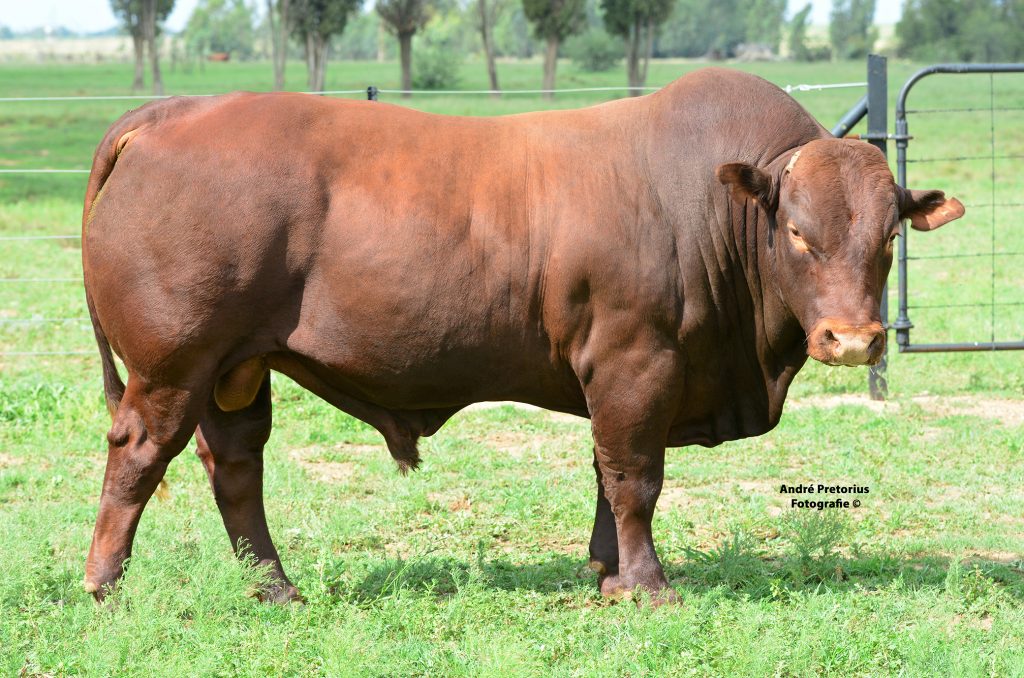 STUD BULLS | Paul Mare