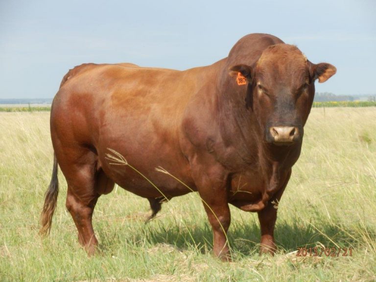 STUD BULLS | Paul Mare