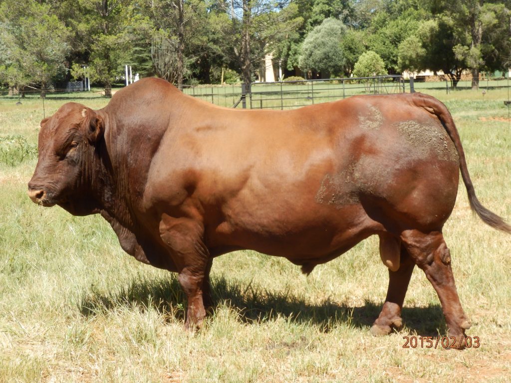 STUD BULLS | Paul Mare