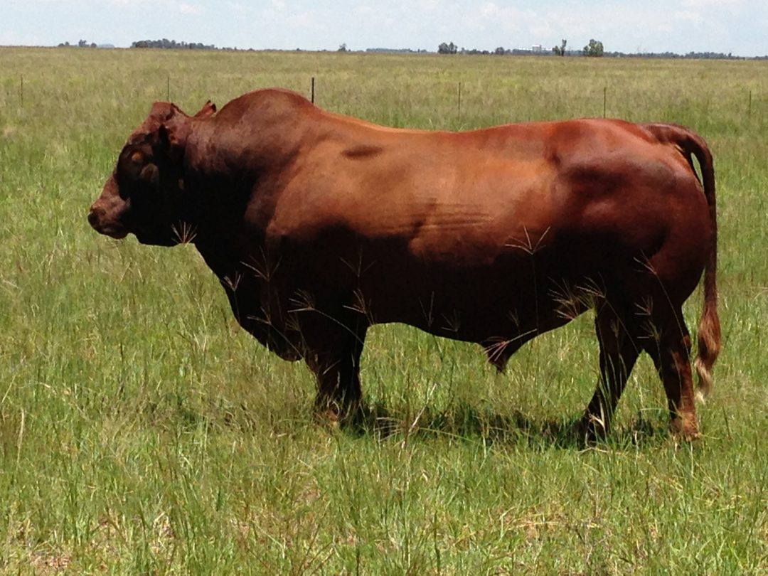 STUD BULLS | Paul Mare
